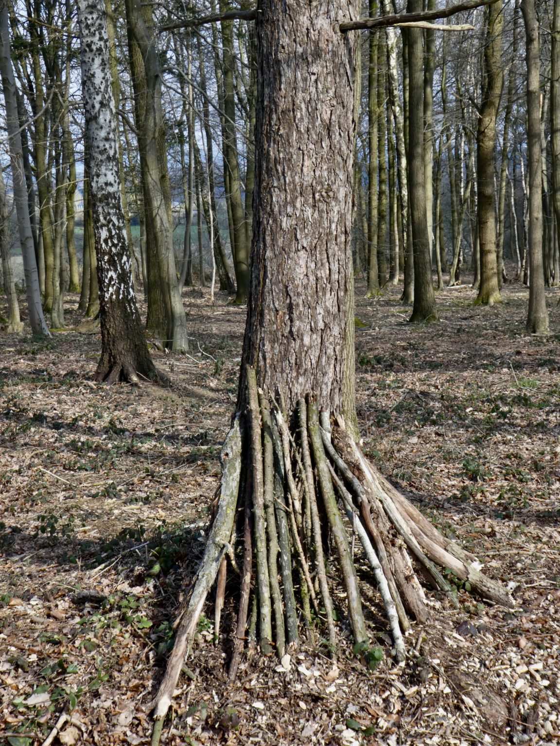 Série Être arbre - Motsart